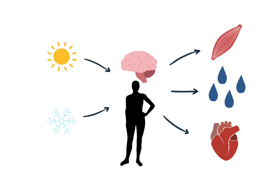 Thermoregulation für Sport bei Hitze und Kälte - UNIK Sports